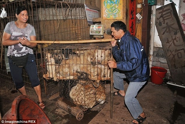 Husmeando por la red: El cruel Festival de la Carne de Perro que se ...