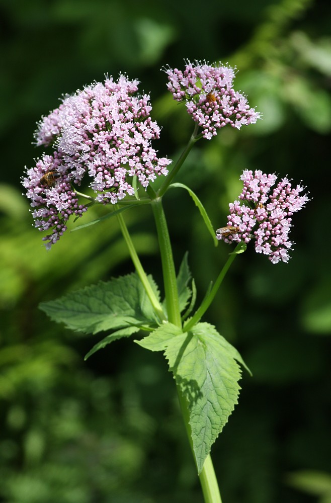 Wildwings and Wanderings: Botany and Butterflies On and Around Exmoor