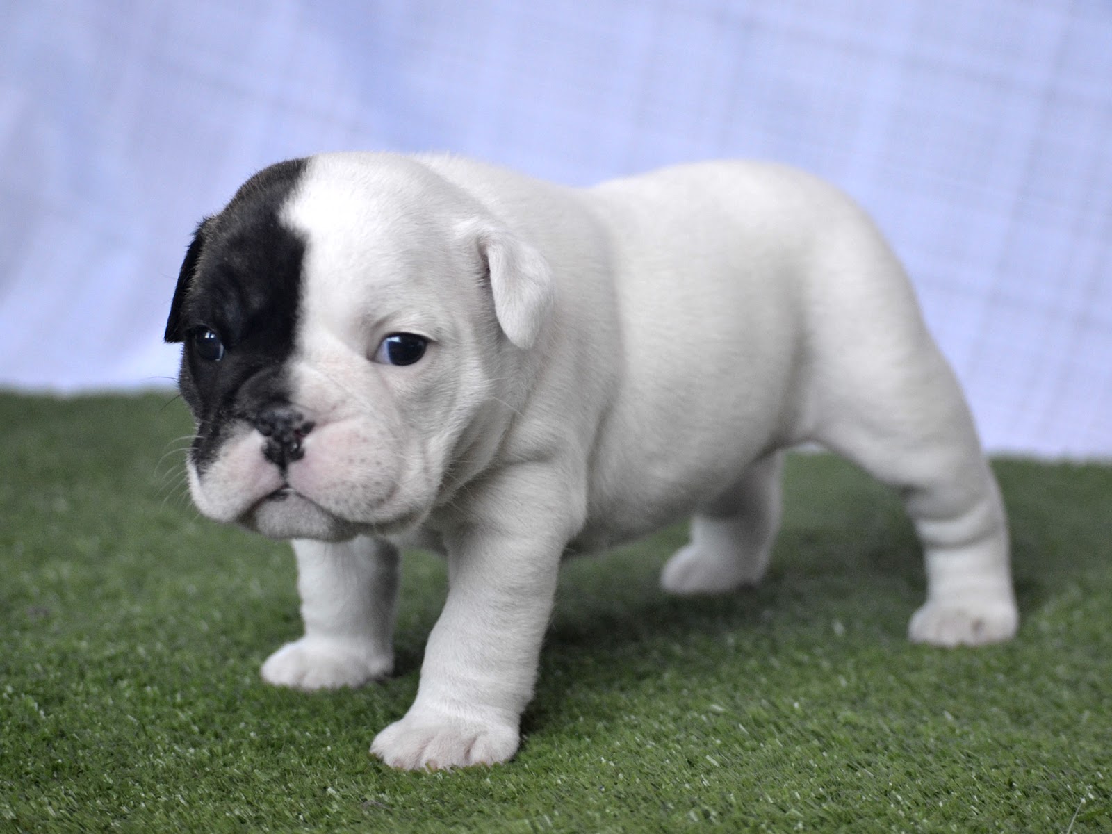 Criadero Ninabulls. Bulldog Inglés en Almagro, CABA.