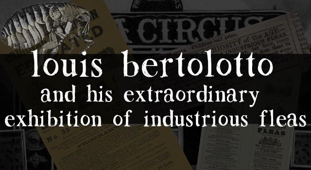 Real Life Is Horror: extraordinary exhibition of industrious fleas: