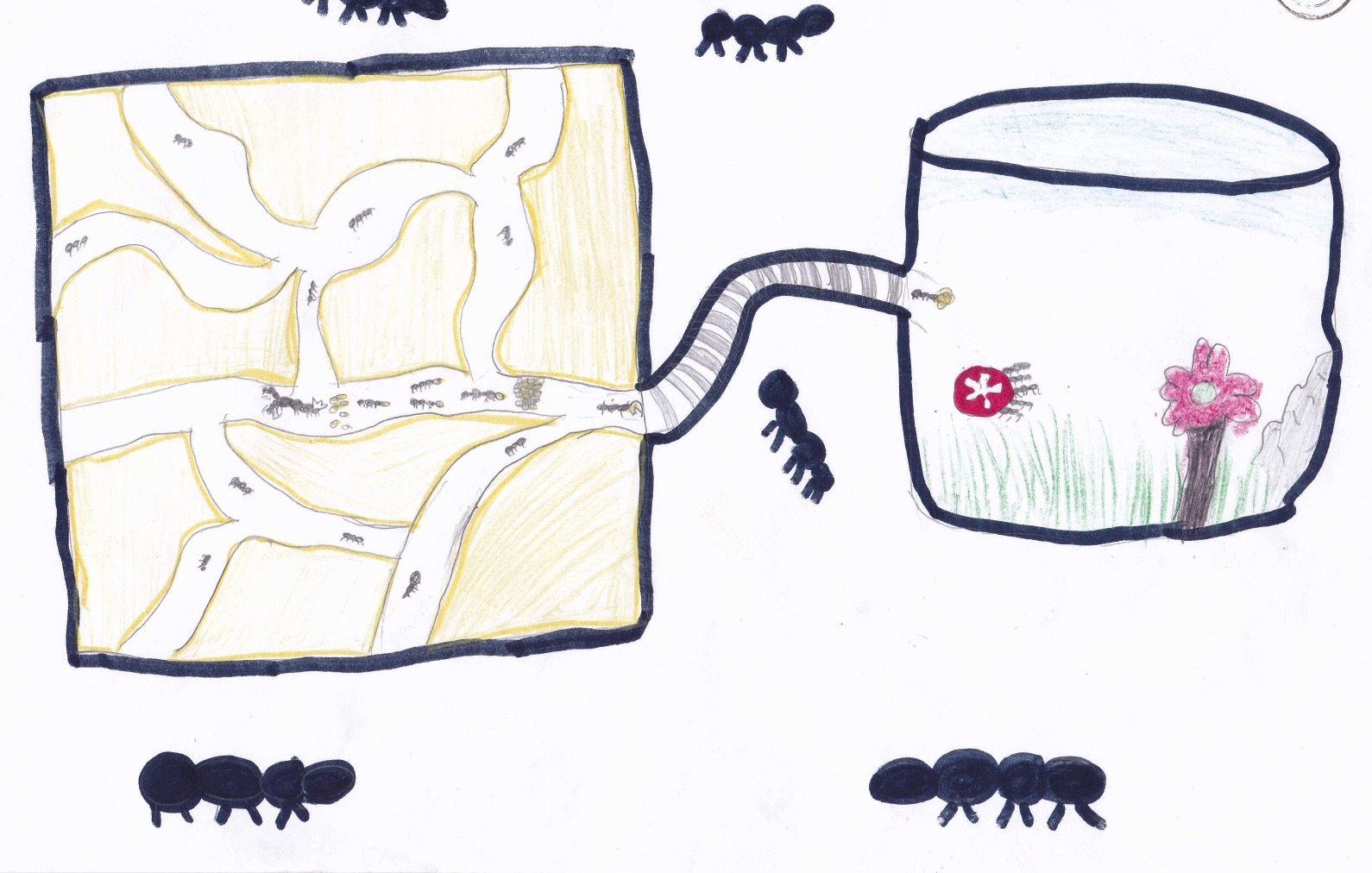 CINQUECASCAPISCOL: El formiguer