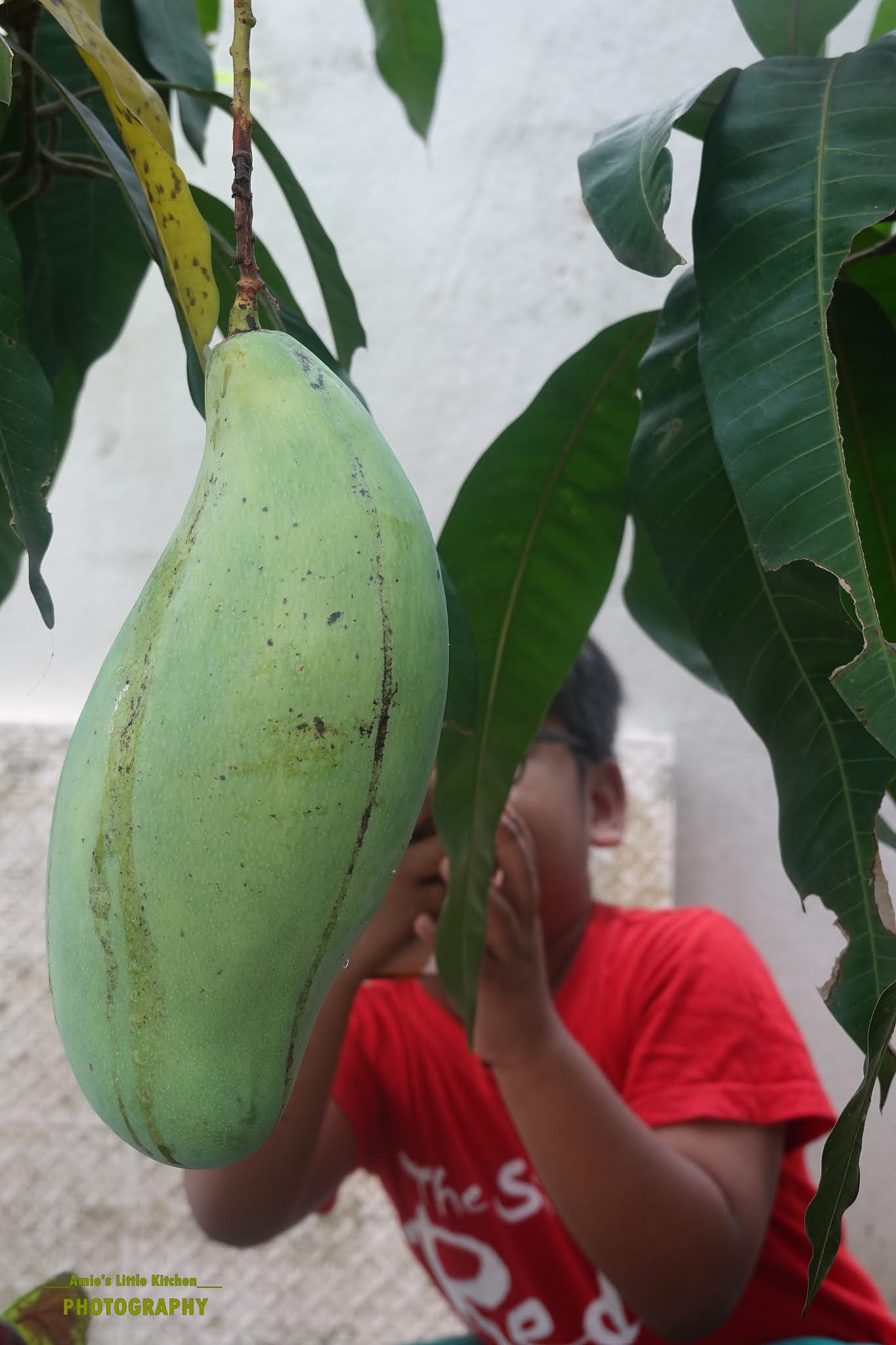 Jom Petik Mangga Udang - Amie's Little Kitchen