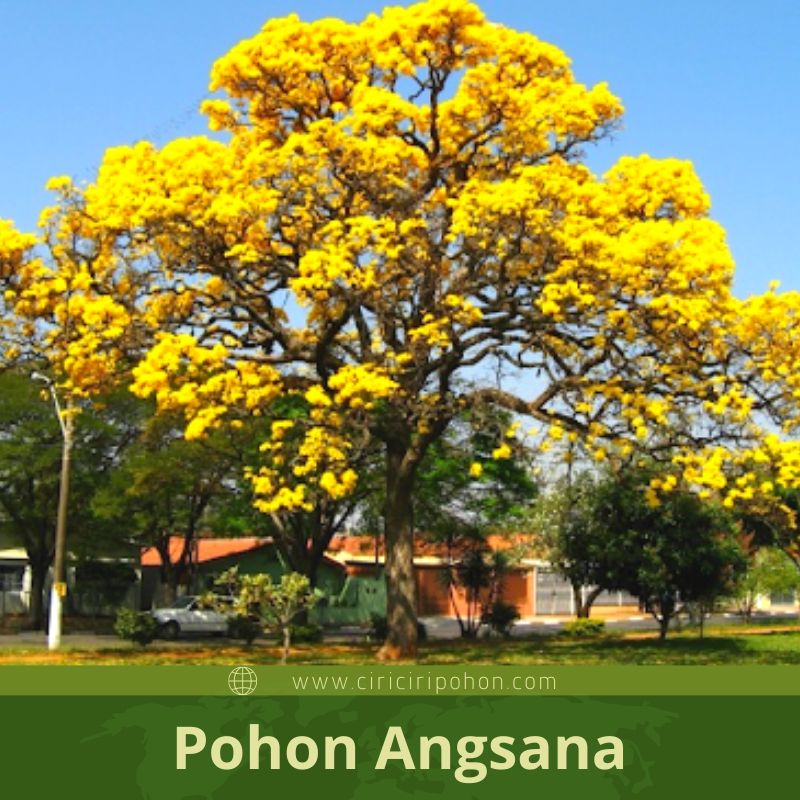 Bagaimana Cara Menanam dan Merawat Pohon Angsana di Rumah ...