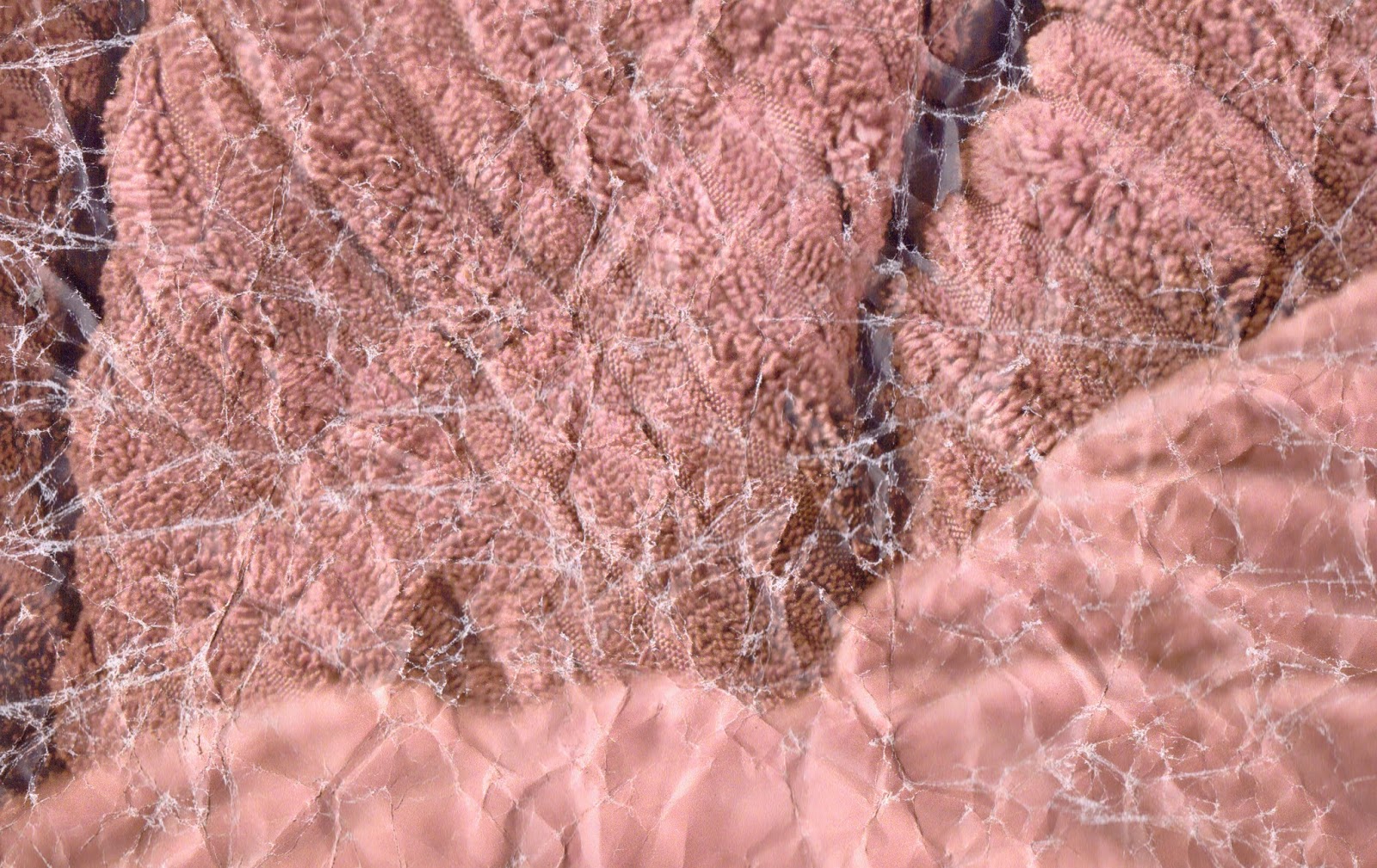 Grace Unit 1 Photography: Physical Experiments
