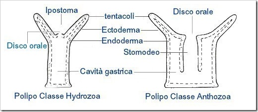 JackDanielReef di Daniele Russo: La riproduzione dei coralli in vasca ...