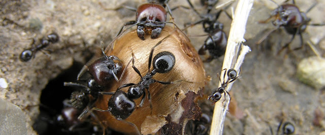 Alma biológica: 2012