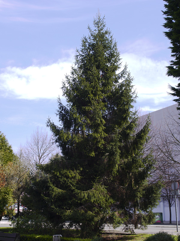 Paseos por la naturaleza: Picea abies. Pícea común.