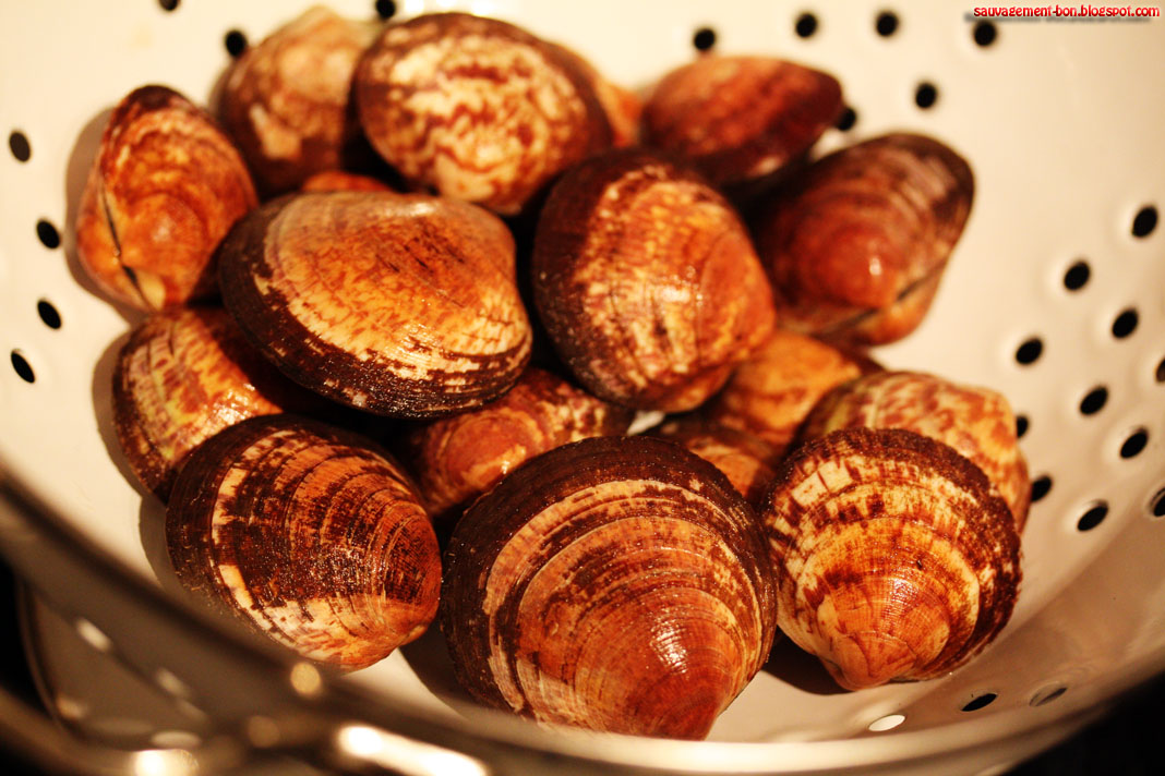 Amandes de mer caoutchouteuses – Ustensiles de cuisine