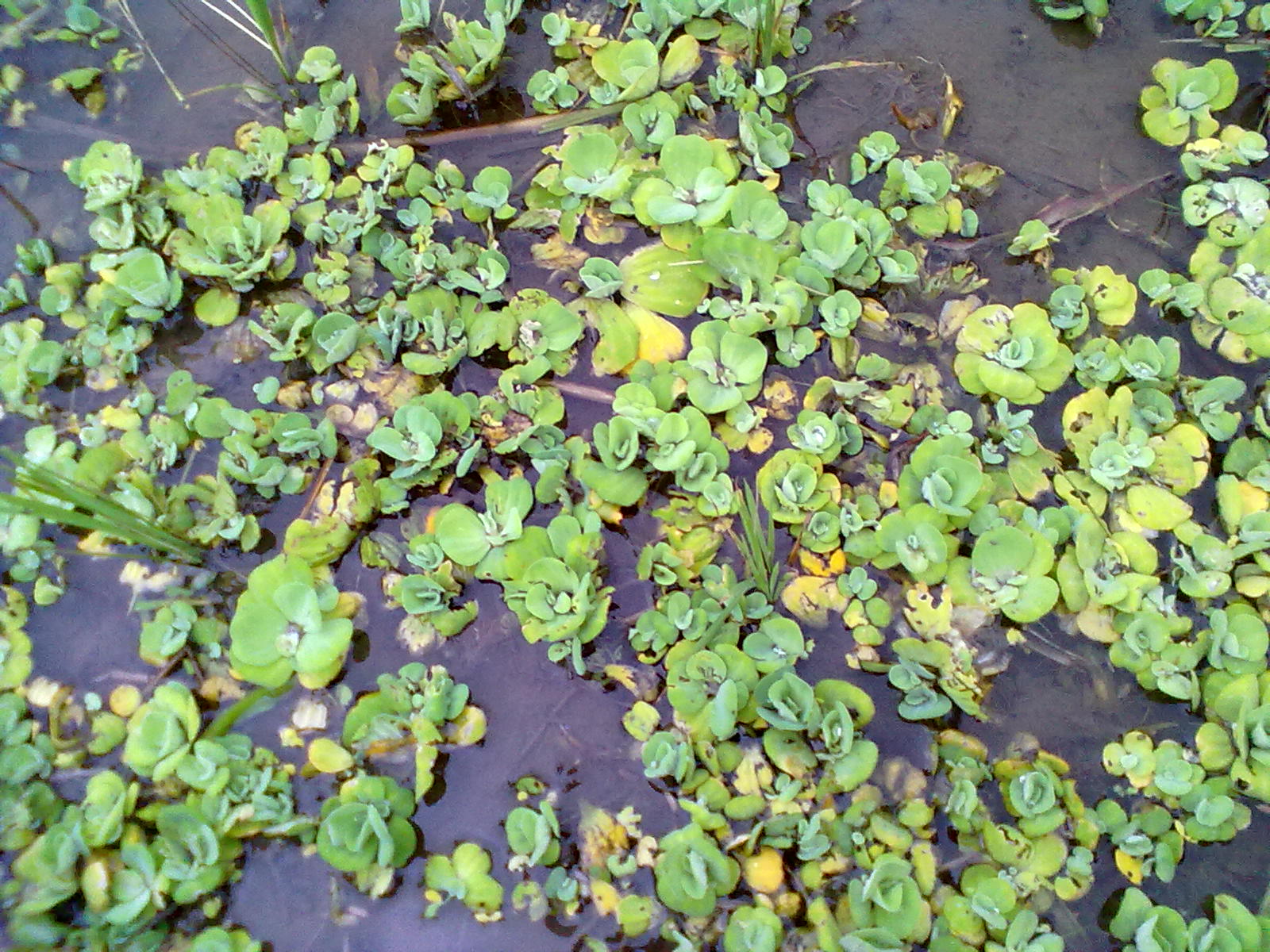 Aplikasi Tanaman Kayu Apu (Pistia stratiotes l) dan Kiambang (Salvinia ...
