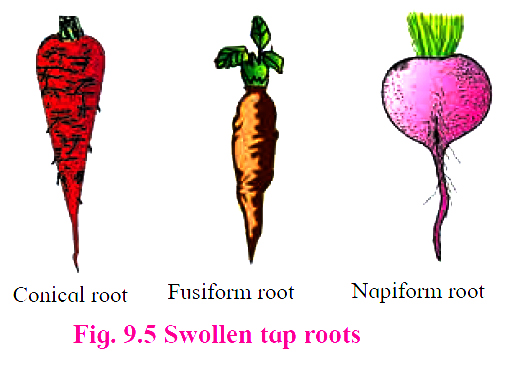 9. Morphology of Flowering Plants -part 01 - ROOT