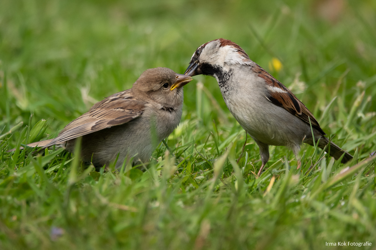 Irma's Natuurbeleving : Mus, Passer domesticus