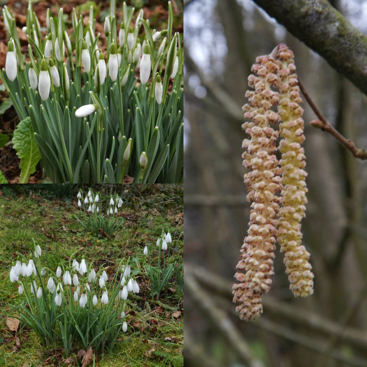 Moonlight and Hares: The days are getting lighter