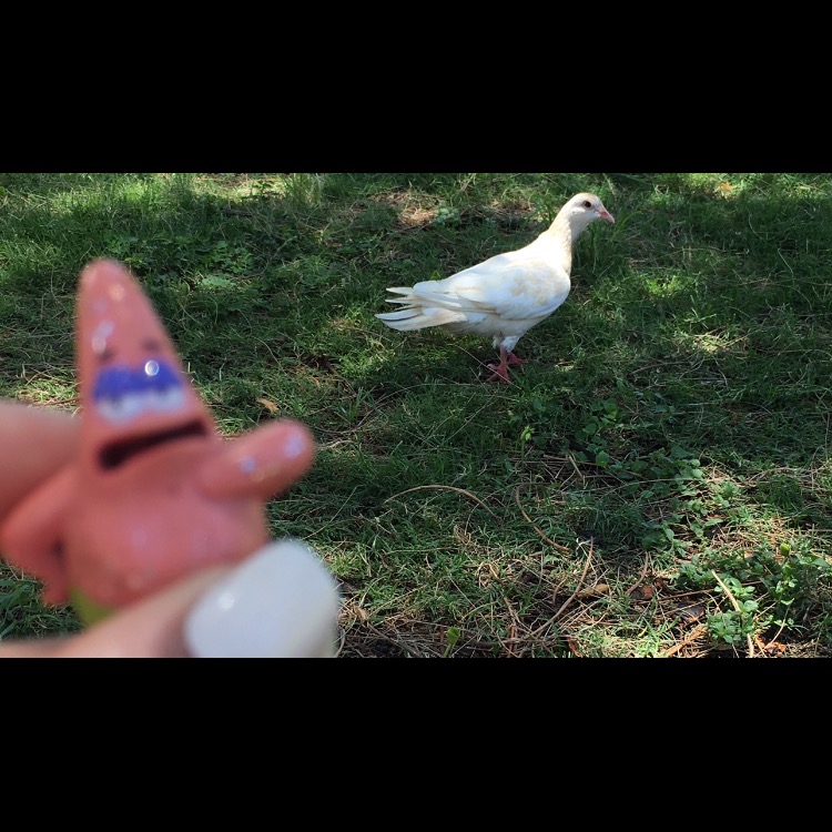 Biological Collection Photo Blog : Bilateral Symmetry