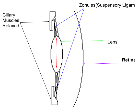 How do ciliary muscles focus our eye?