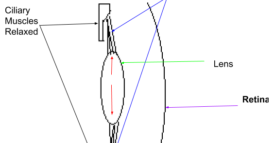 How do ciliary muscles focus our eye?