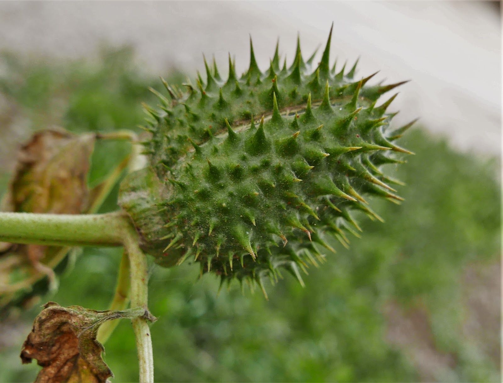 a lluc de cuc: Datura stramonium L.: el fruit