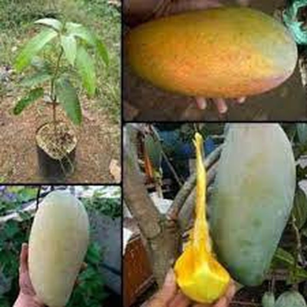 Jual Bibit Tanaman Mangga Kiojay Ungul Pohon Jumbo Kio Jay Cepat ... Jual Bibit Tanaman Mangga Kiojay Ungul Pohon Jumbo Kio Jay Cepat ...