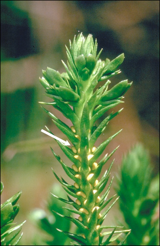 Organismos: Reino Plantae