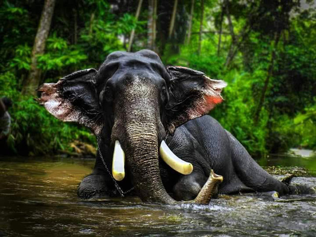 Pambady Rajan HD photos - Kerala elephant Pambady Rajan hd images