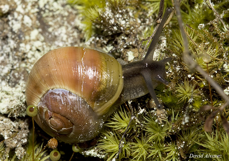 Naturaleza Cantábrica: La noche del caracol