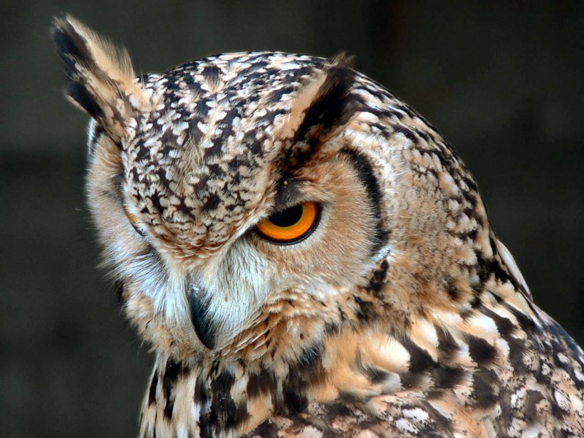 Wallpaper buhos y lechuzas - Imagui