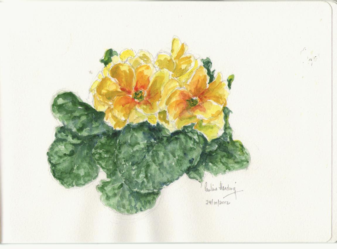 PAULINE'S PAINTINGS: Primroses