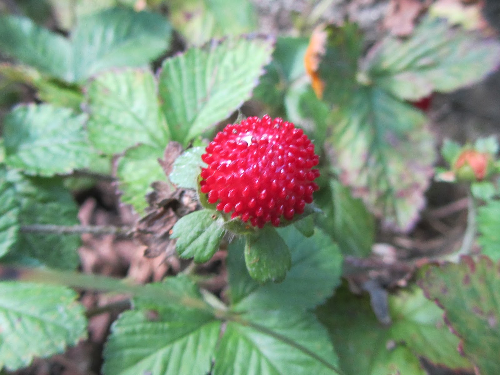 Duchesnea indica - La Fragola Matta o Finta Fragola | Il Gusto Della Natura