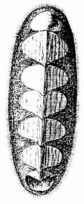 Variety of Life: Polyplacophora