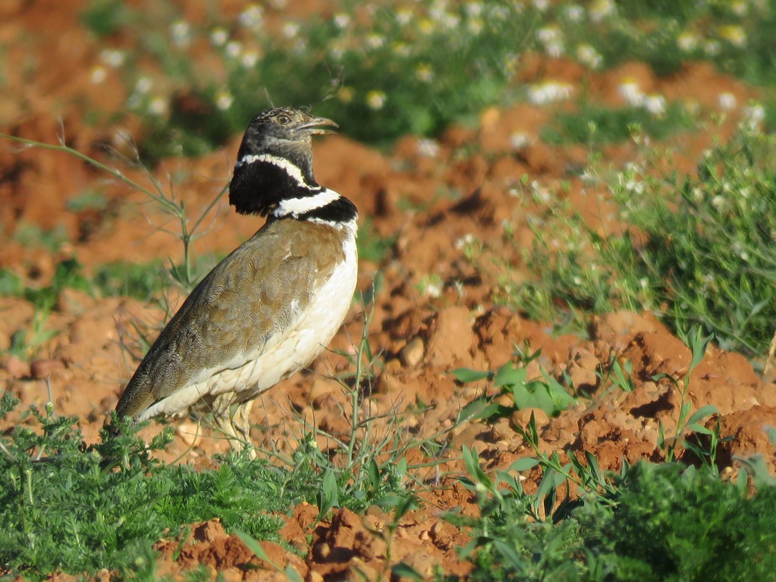 BIRDINGLEON: SISÓN COMÚN, el principe de la estepa