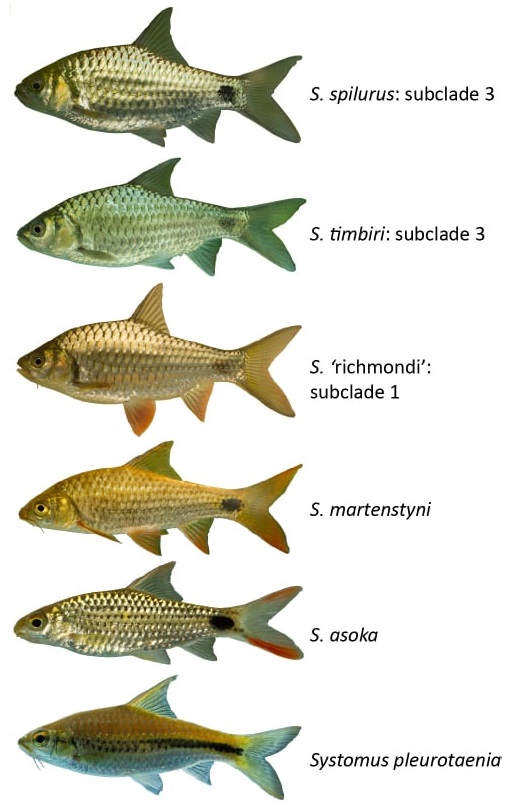 Species New to Science: [Ichthyology • 2020] Diversity, Phylogeny and ...