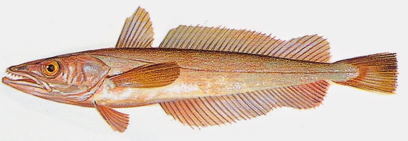 El rincón de Mundín: LA MERLUZA: CARACTERÍSTICAS Y DIFERENCIAS