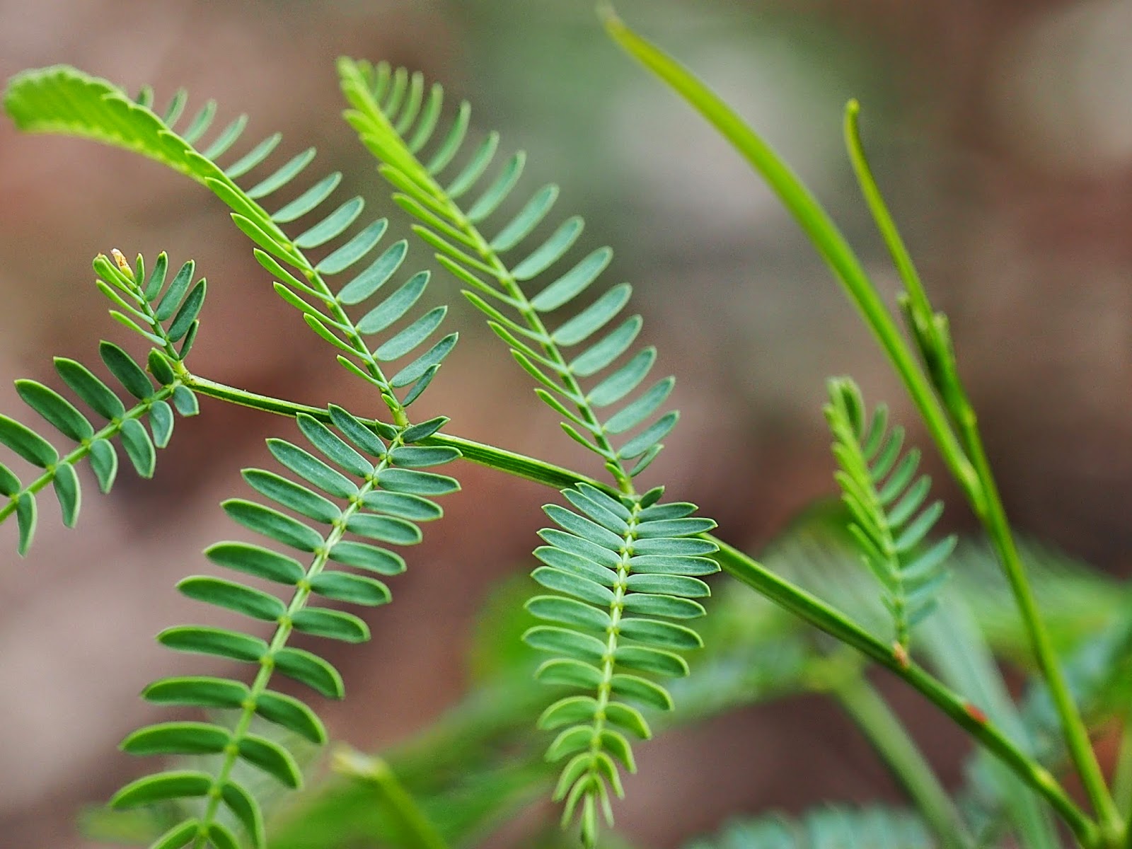 an acacia story and a spider story