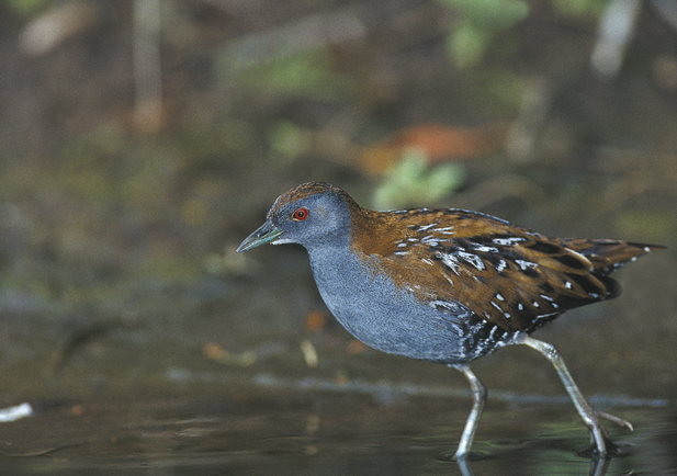 El Cajón del Maestro: Polluela chica.