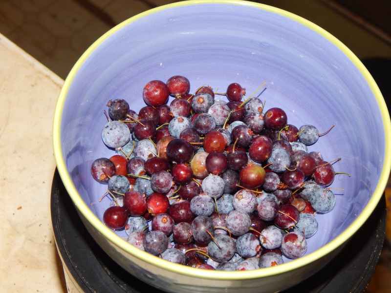 Gardens-In-The-Sand: Deerberries