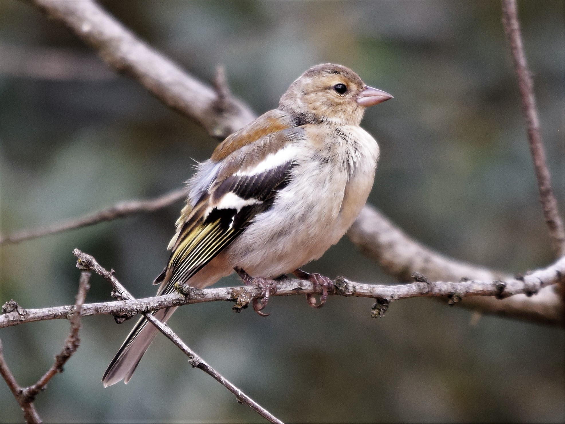 Imagens da vida animal: Por terras da Beira - 2021 (VIII): Tentilhão ...