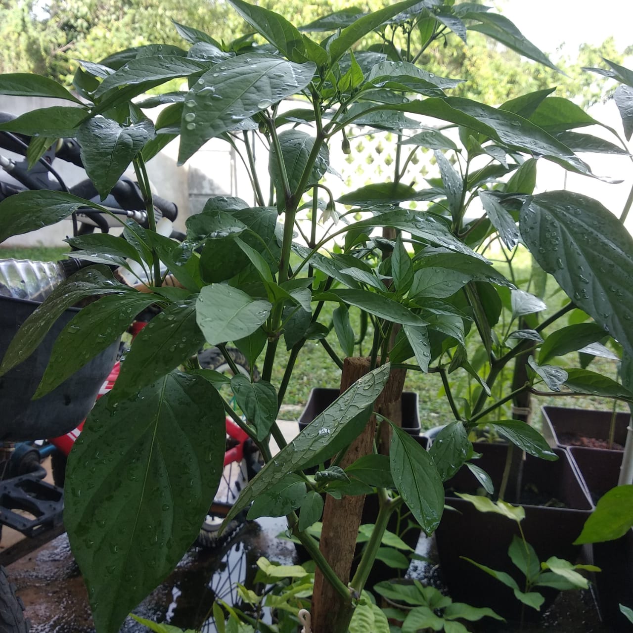 Trim daun akhirnya pokok cabai merah berbuah - N . E . Z . A . H . S ...