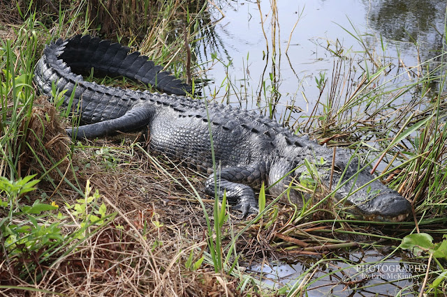 6:12 Photography by Eric McKinney: #612roadtrip / Everglades National Park