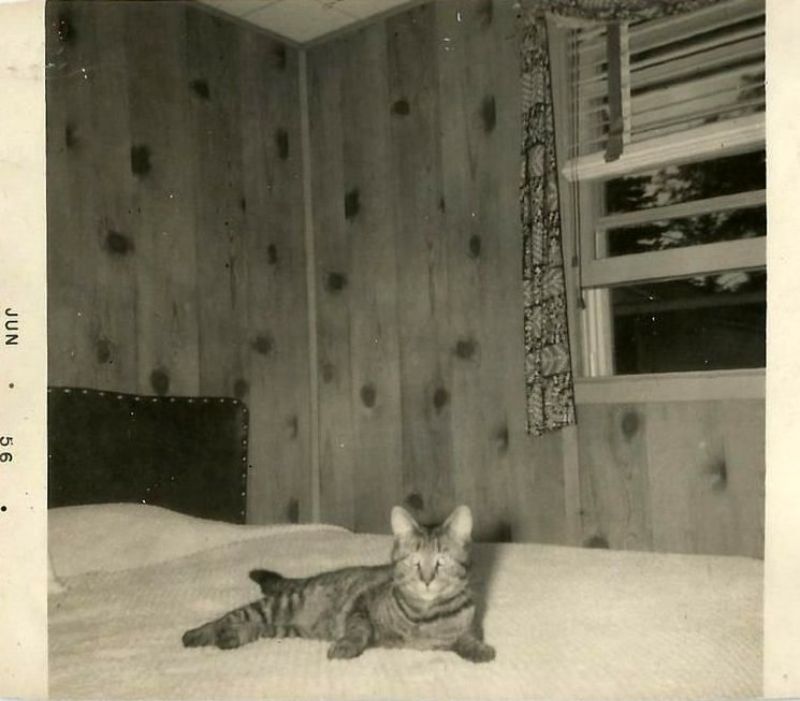 These Vintage Snaps Show Lovely Feelings of Cats When They Were ...