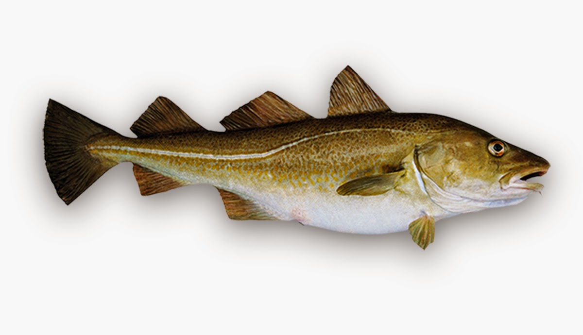 PTT Sant Celoni: Hipermercat Esclat: tipus de peix