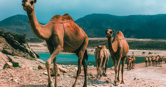 10 Camel facts for kids