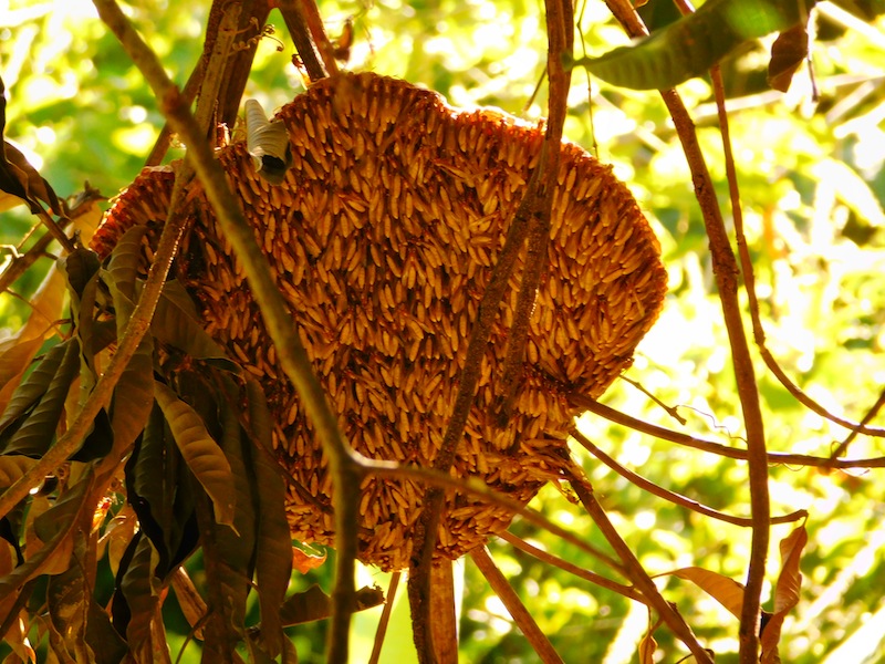 Jardim Wilton Matos: Maribondo-de-chapéu (Apoica pallida)