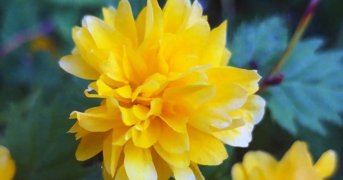 14 flower pictures，Yellow chrysanthemum photograph - Hinewme