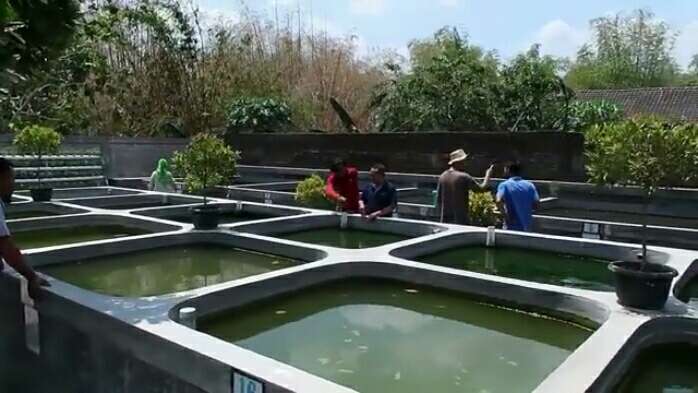 Budidaya Ikan Lele Dan Sayur Di Jeron Green Farm Boyolali ~ Andri Tirta
