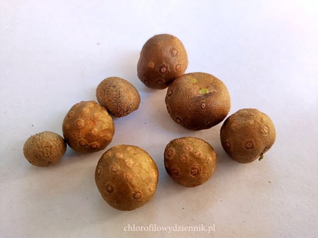 Yamberries, czyli jak łatwo uzyskać pochrzyn chiński