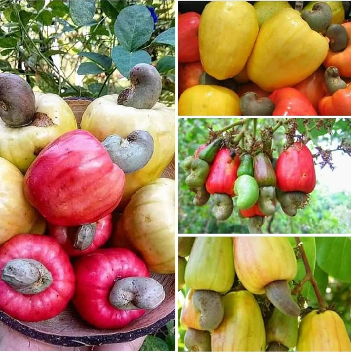 Resep Membuat Sambel Jambu Monyet (jambu mede) - IDNFARMERS