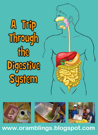 Ozark Ramblings: A Trip Through the Digestive System (Apologia A & P)