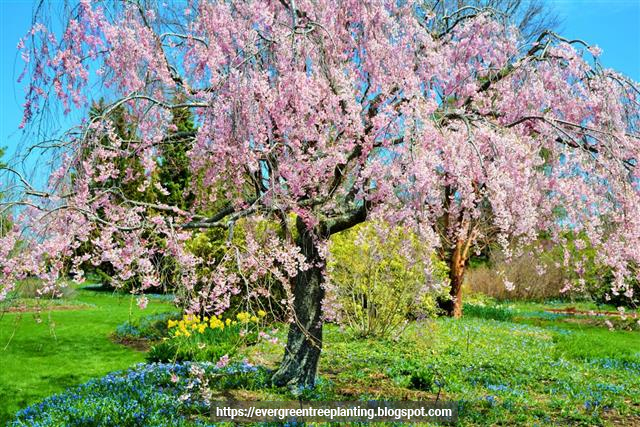 Evergreen Tree planting: Dwarf weeping cherry trees Big and Small