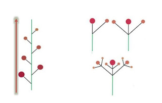 Flowers : defination, types, inflorescence, types of inflorescence ...