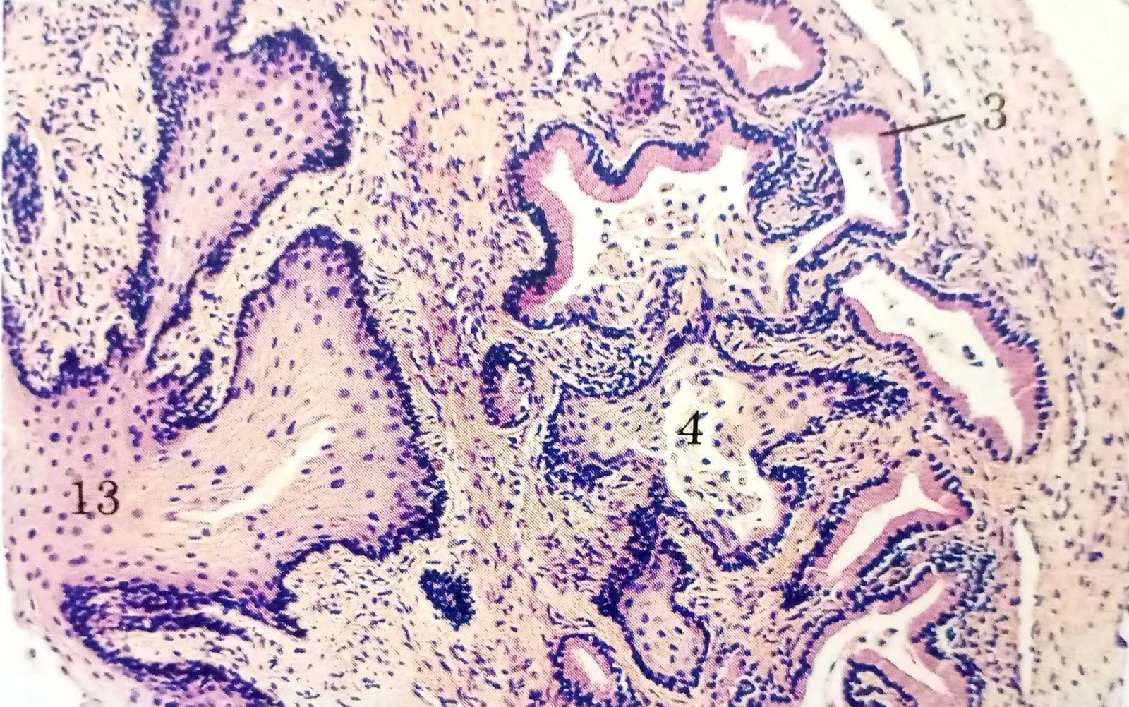 Female Reproductive System | Histology | Anjani Mishra