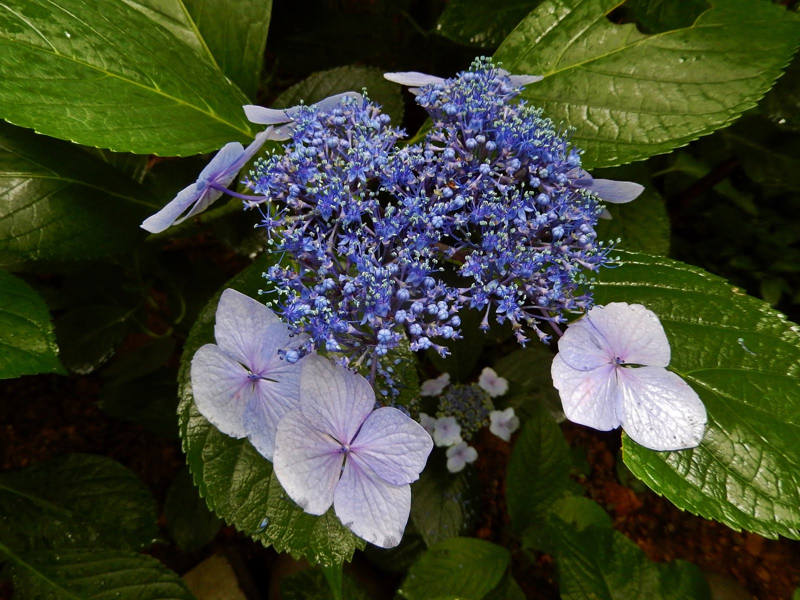 JAPANKURU: *::UNKNOWN PLEASURES::* Tokyo's Best Place for Seeing ...